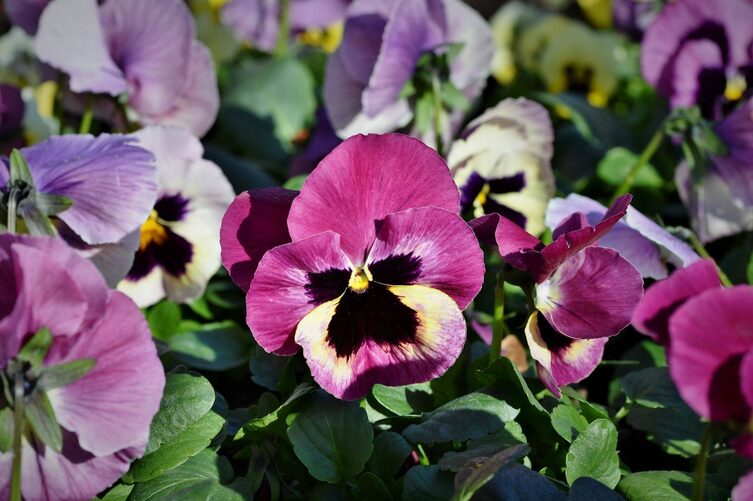 Wissenwertes über das Veilchen - Servus