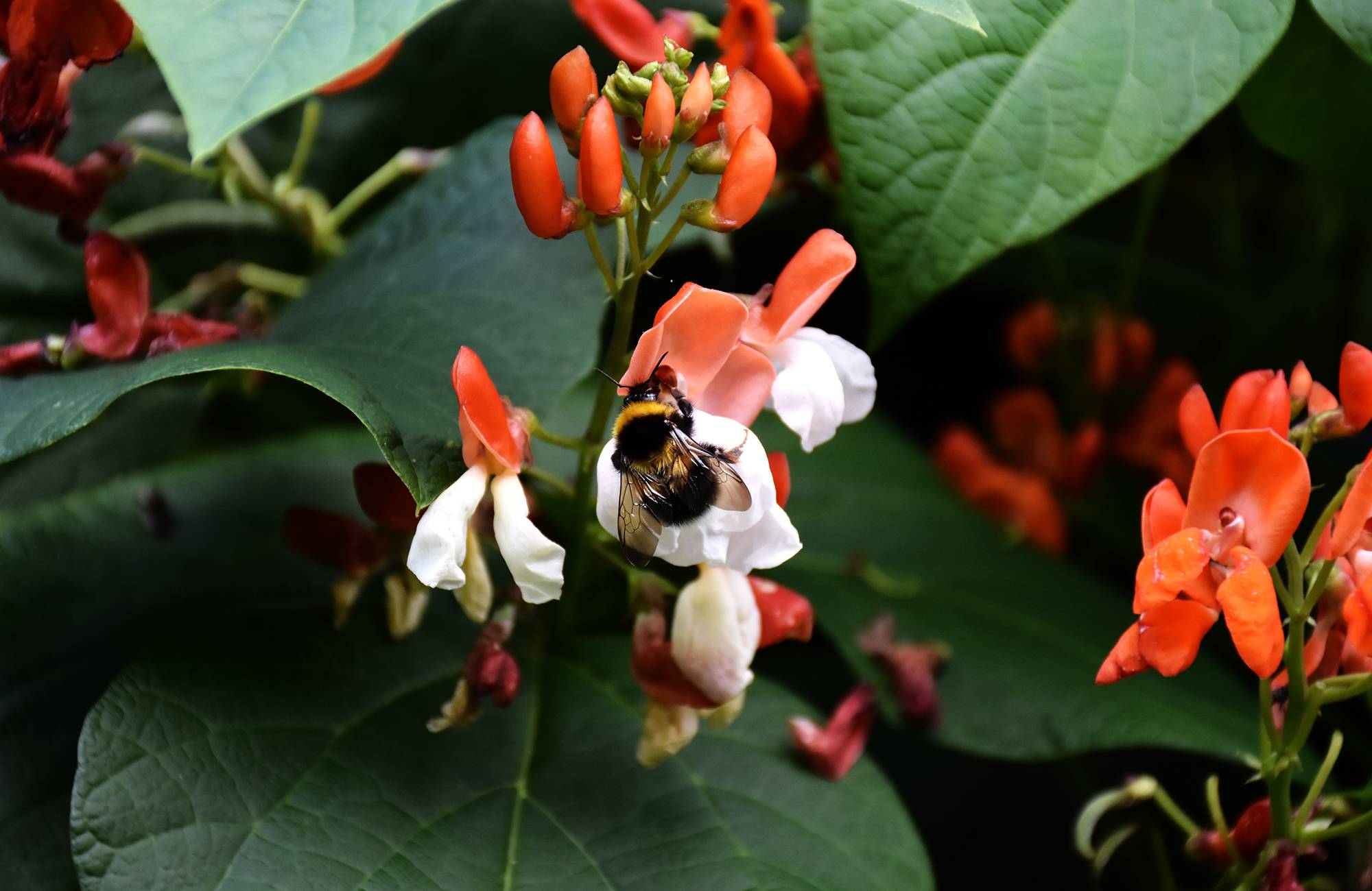 Pflanzenporträt Feuerbohne - Servus