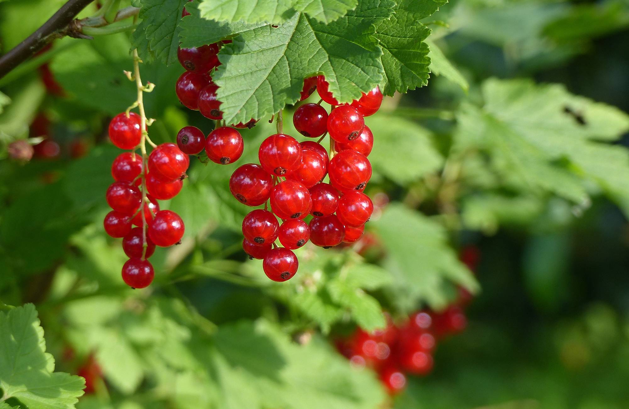 Ribiseln – kleine Beeren, große Vielfalt und so gesund - Servus