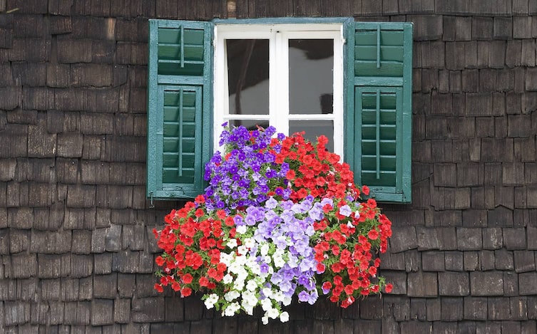 Balkonblumen: Dekoideen und Pflege - Servus