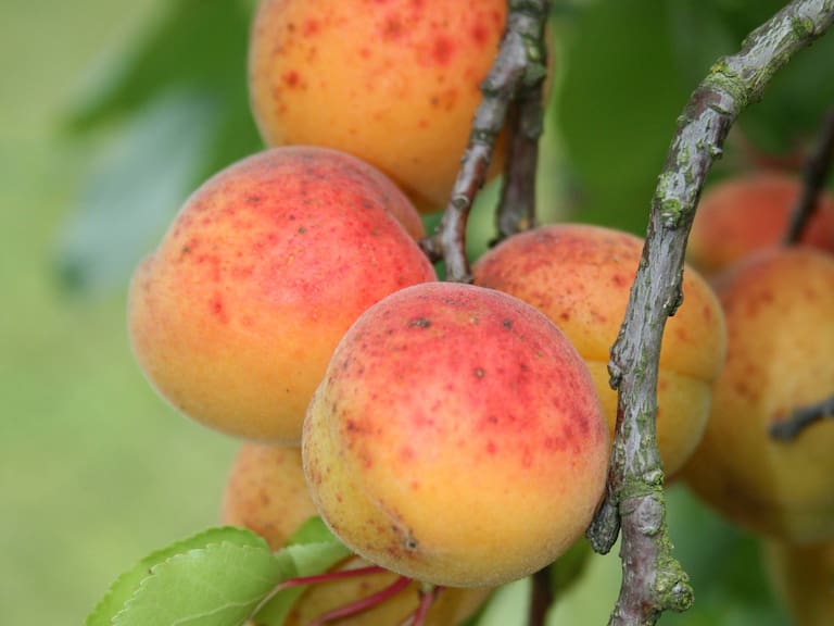 Familie Aufreiter und ihre Marillen aus der Wachau - Servus