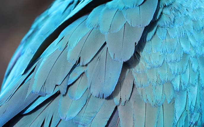 Schilf ahoi! - Servus