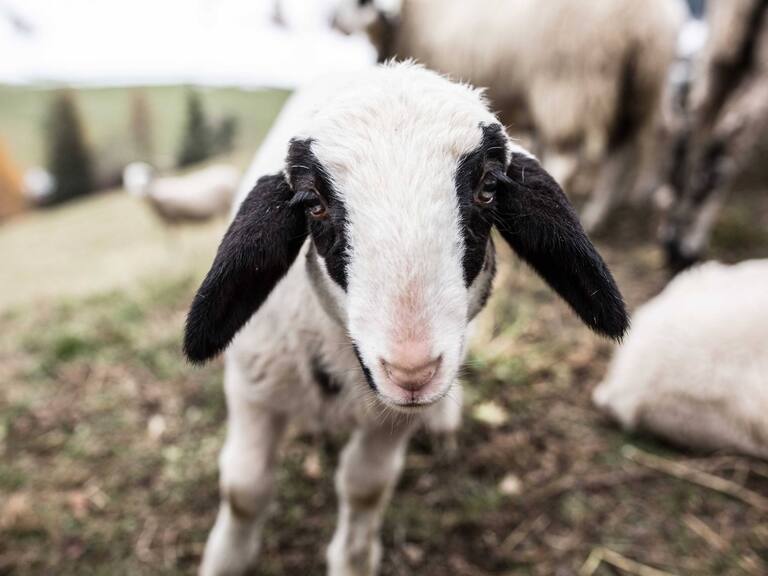Echt Schaf! Fünf Fakten über das Schaf und... - Servus