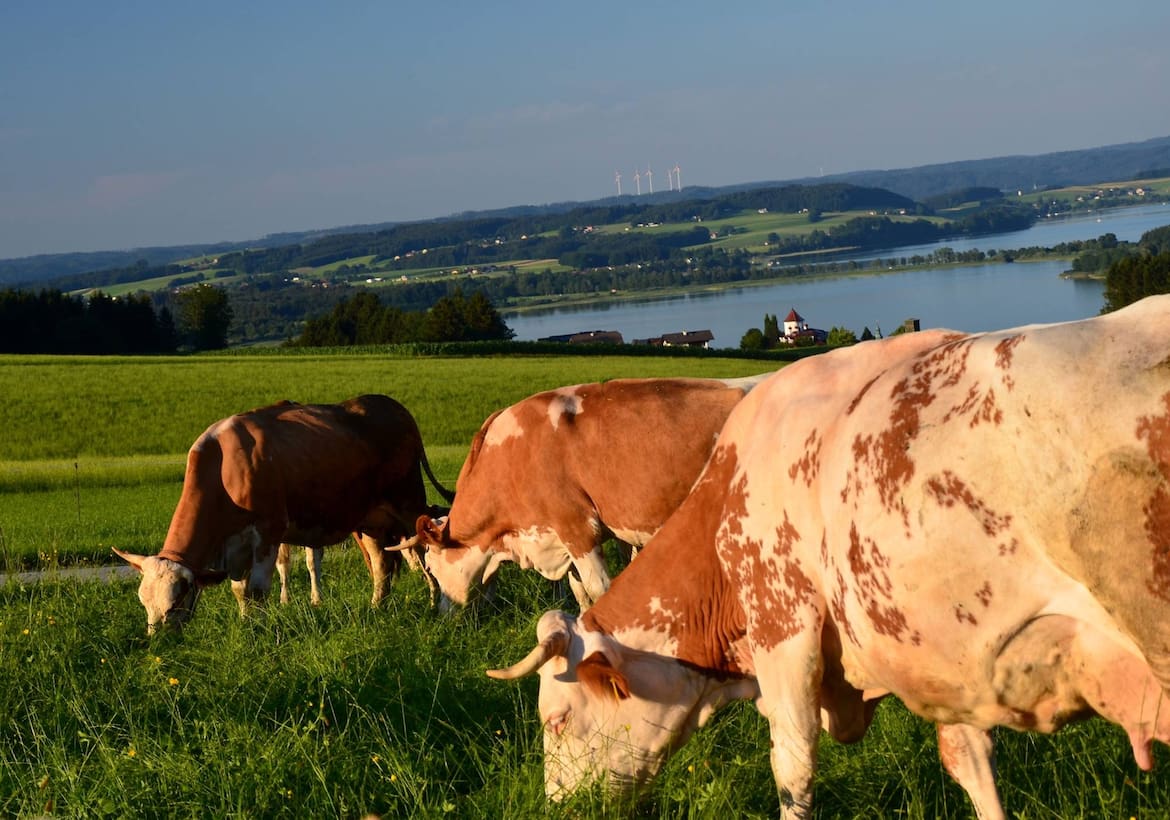 Was ist eigentlich Heumilch und wo kommt sie her? - Servus