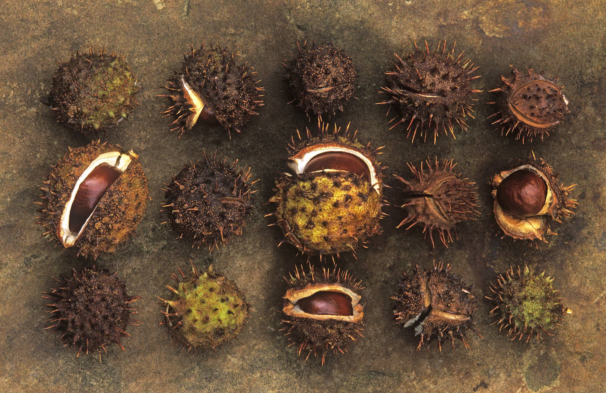 Natürliches Waschmittel aus Rosska... - 1:00 h - 1:05 h - Rezept - Servus